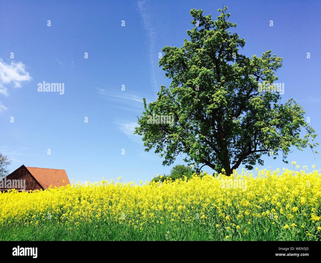 Oilseed hi-res stock photography and images - Alamy