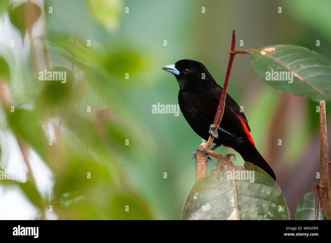 Scarlet-rumped Tanager (Ramphocelus passerinii), Puerto Viejo de ...