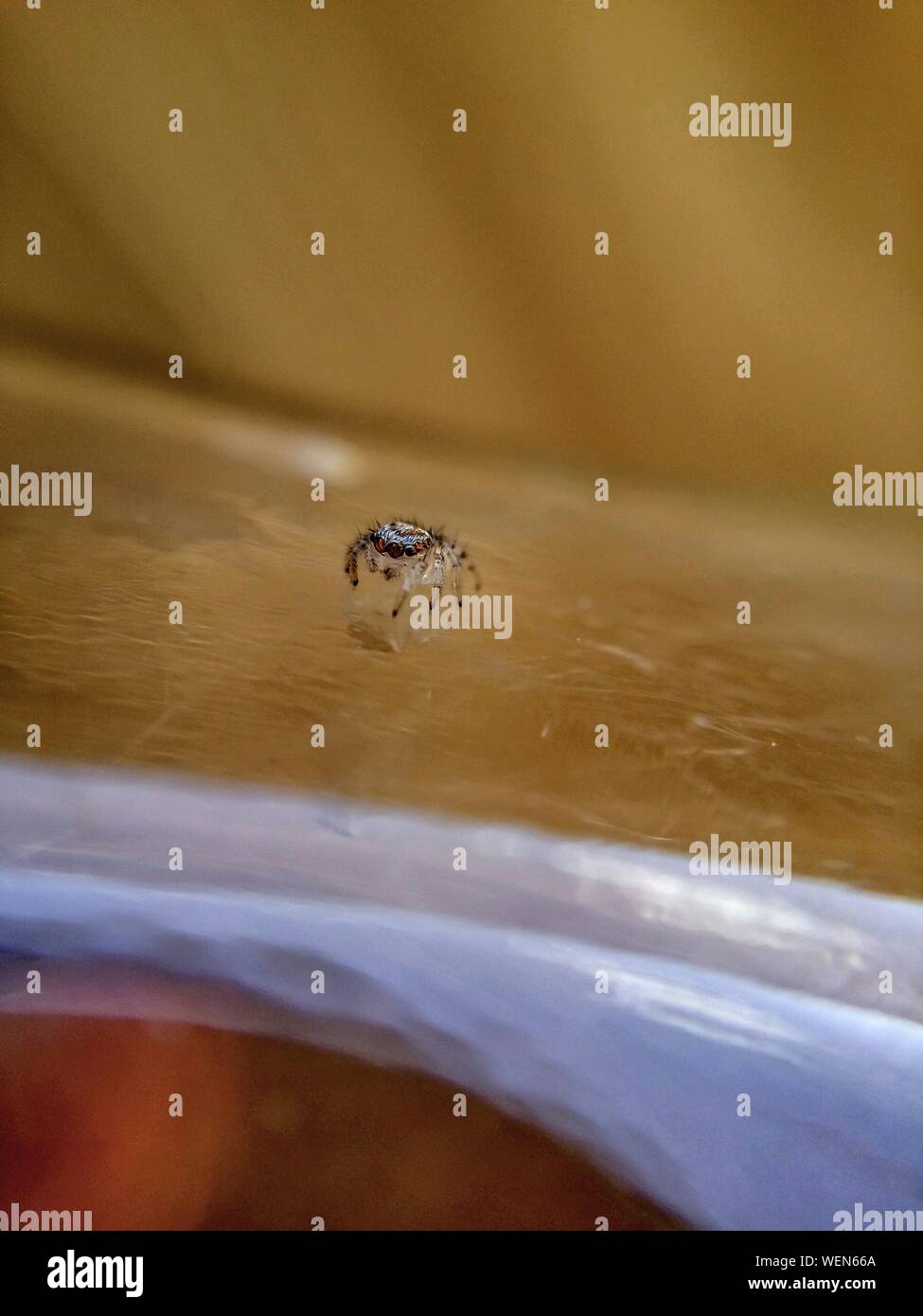 Ice spider hi-res stock photography and images - Alamy