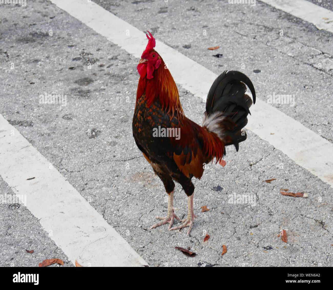 Rooster standing on a concrete crosswalk Stock Photo - Alamy