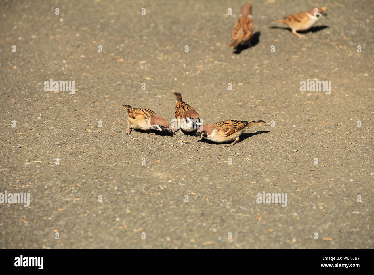 Five sparrows High Resolution Stock Photography and Images - Alamy