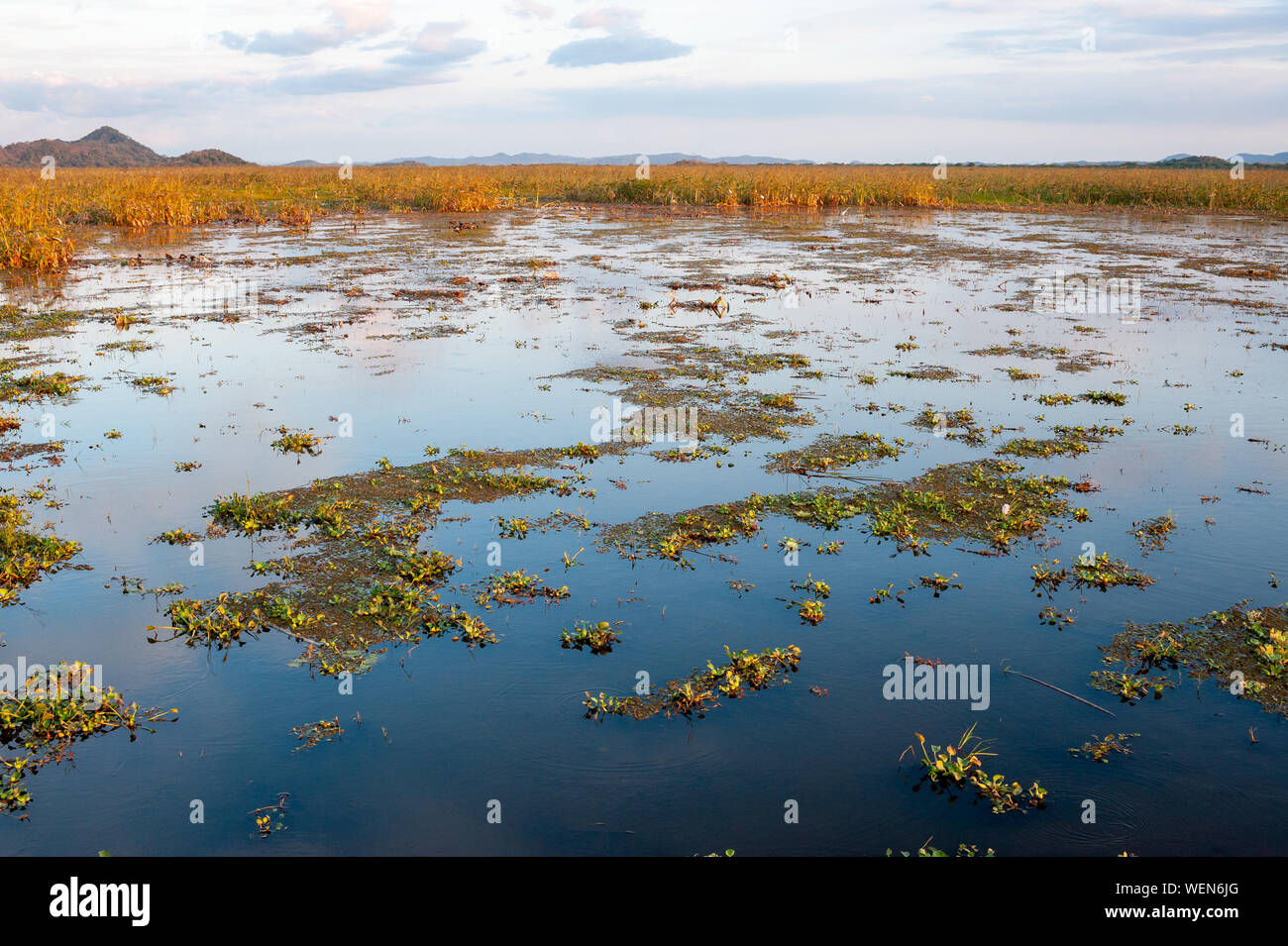 Wetlands in Palo Verde national park, Guanacaste, Costa Rica Stock ...