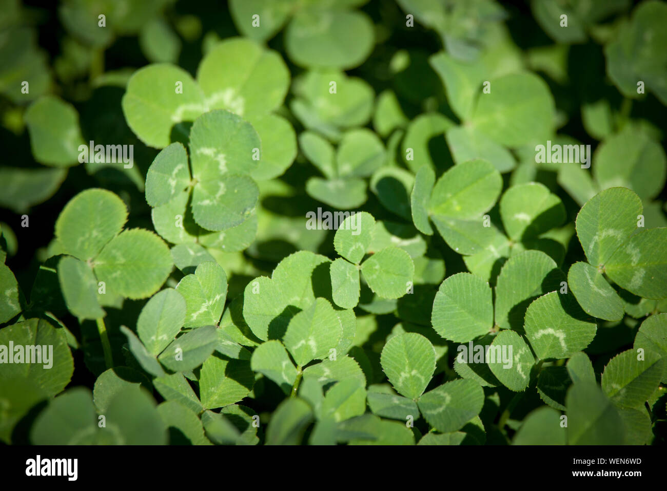 Irish Shamrock Plant High Resolution Stock Photography and Images - Alamy