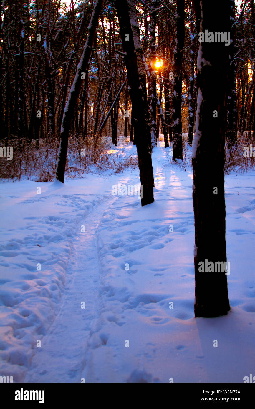 Snowy Forest Path At Night