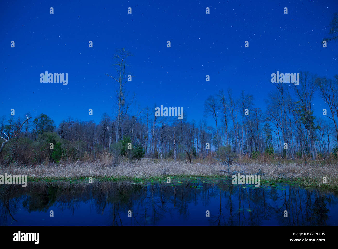 Usa georgia cypress swamp hi-res stock photography and images - Alamy