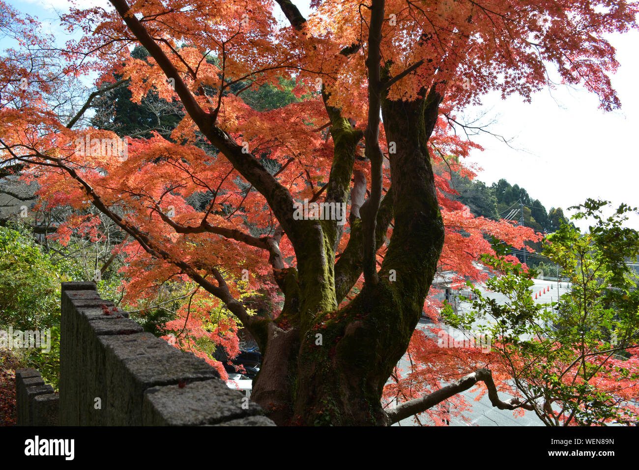 Massive Ancient Japanese Maple Tree with Red Leafs Stock Photo - Alamy
