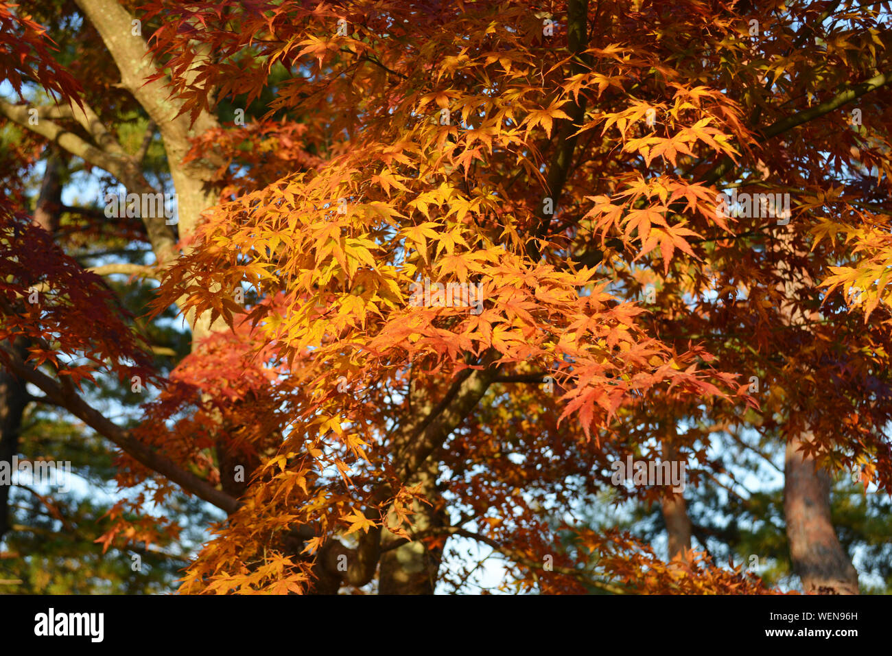 Japanese Red Maple Tree Leafs in the Fall Stock Photo - Alamy