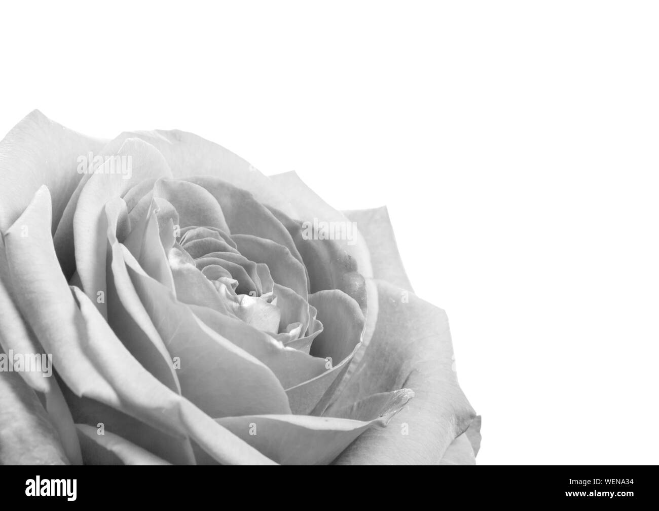 Black and white rose in macro scale Stock Photo - Alamy