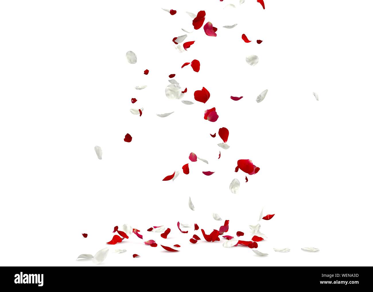 Red and white rose petals fall to the floor. Isolated white background ...
