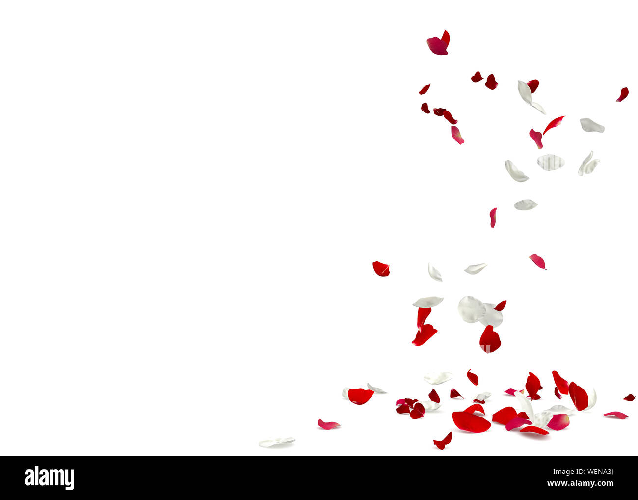 Real pink rose petals falling hi-res stock photography and images - Alamy