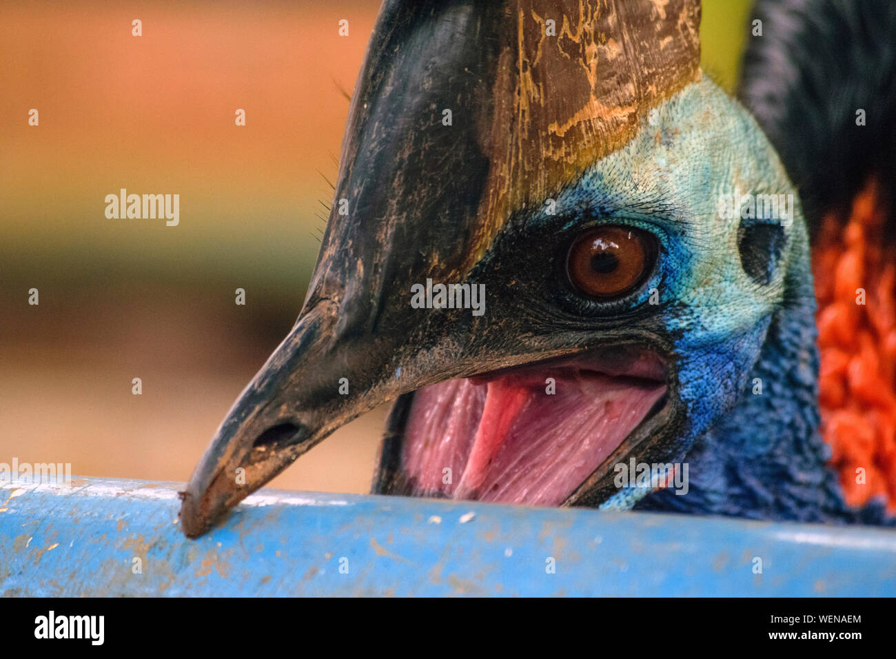 Cassowary eye hi-res stock photography and images - Alamy