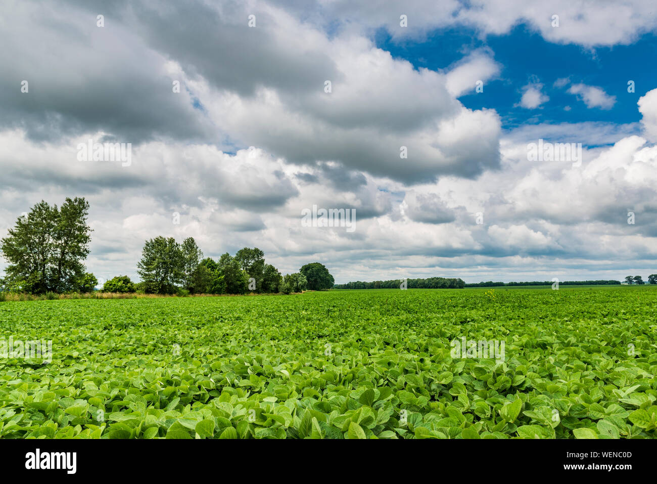 Soybean Field Background