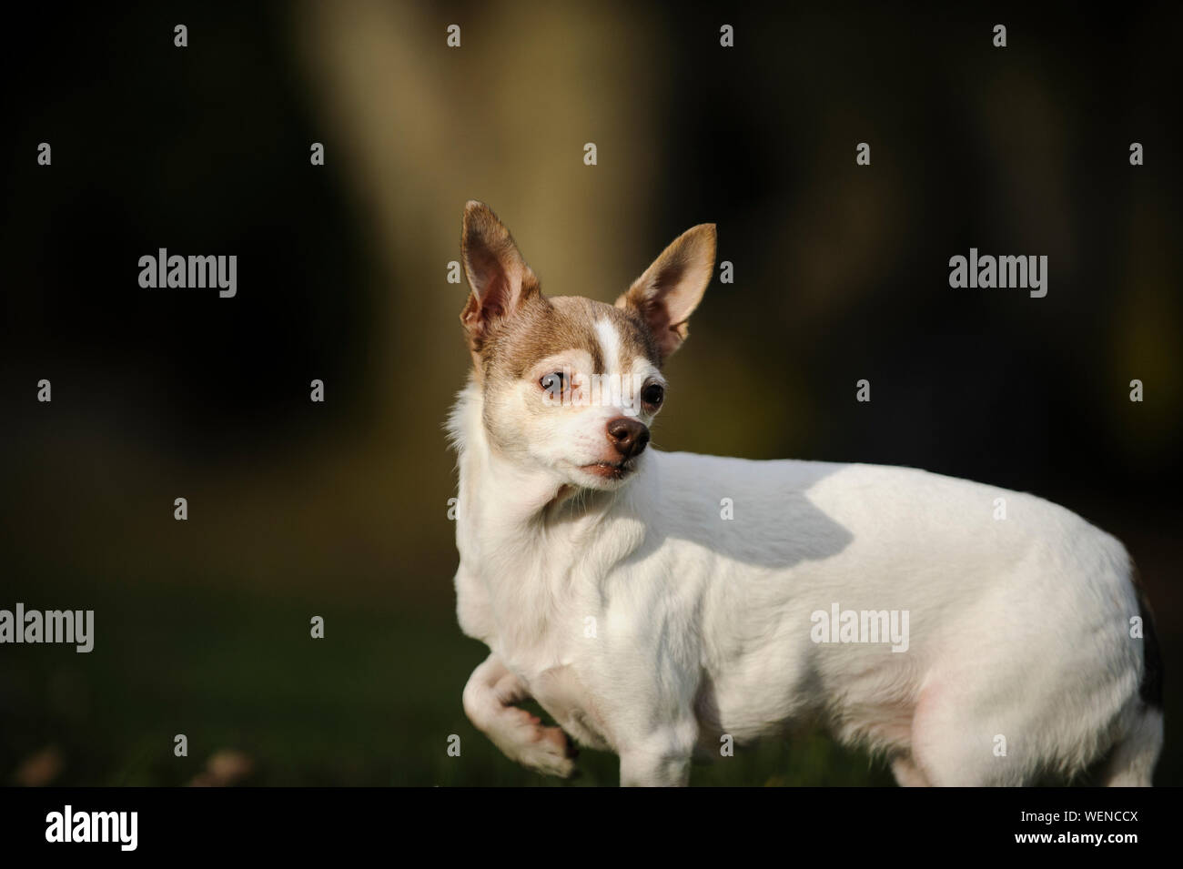 White Chihuahua Dog High Resolution Stock Photography and Images - Alamy