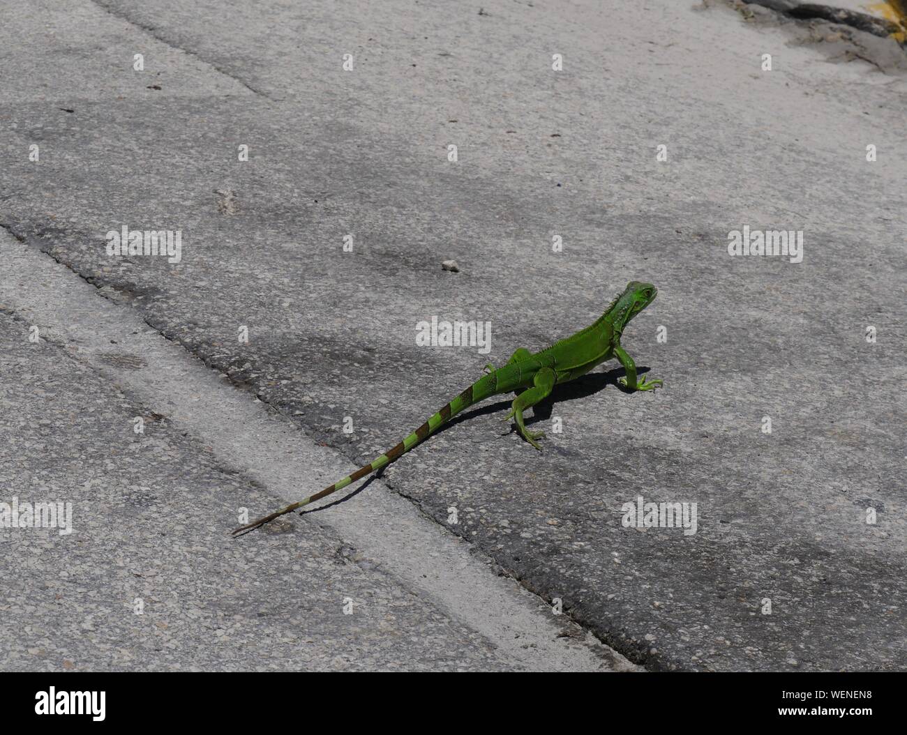 Green lizard crossing a concrete road Stock Photo - Alamy