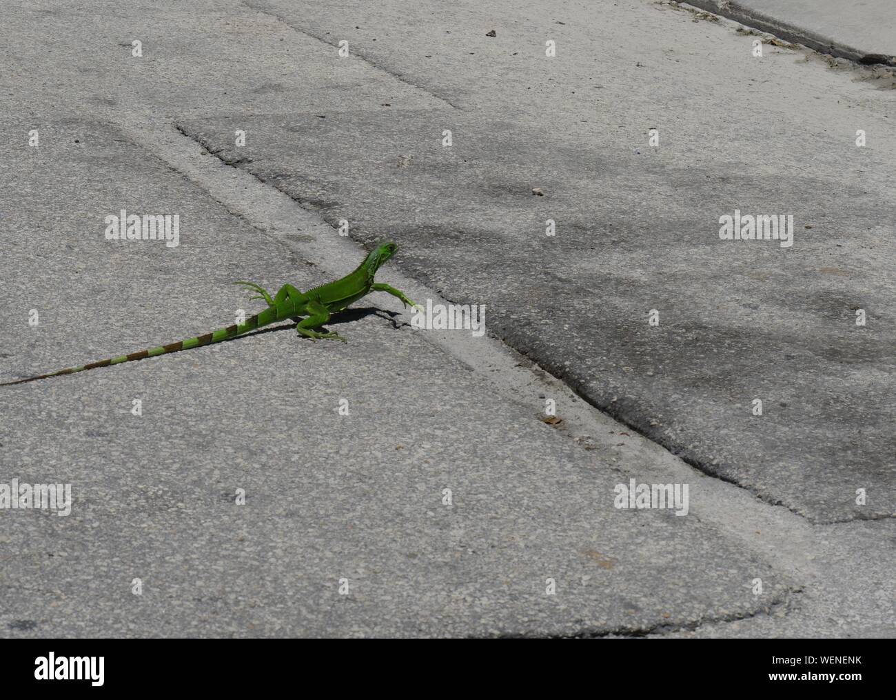 Wide view of a concrete road with a lizard crossing the street Stock ...