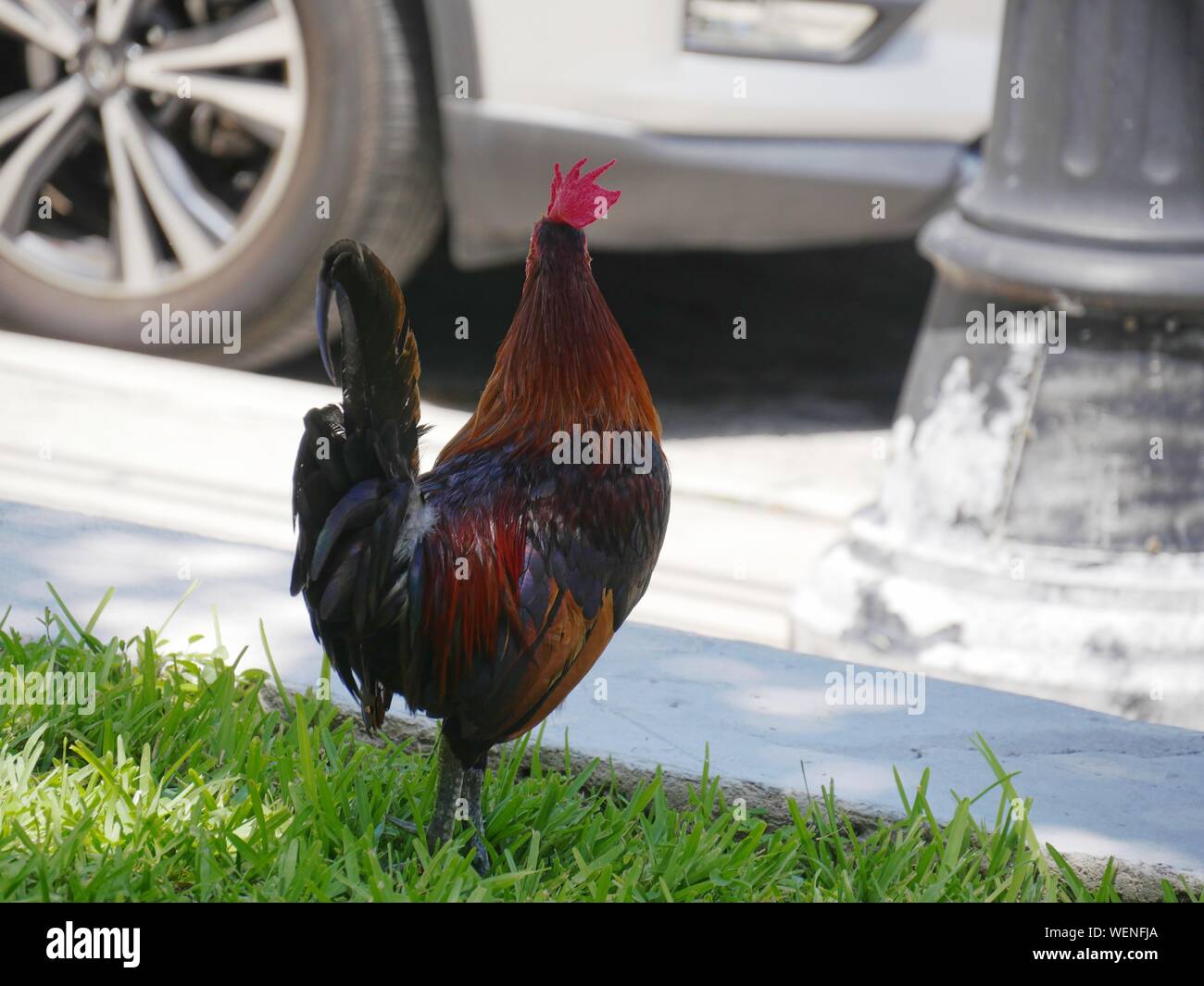 A rooster walking on a grassy roadside Stock Photo - Alamy