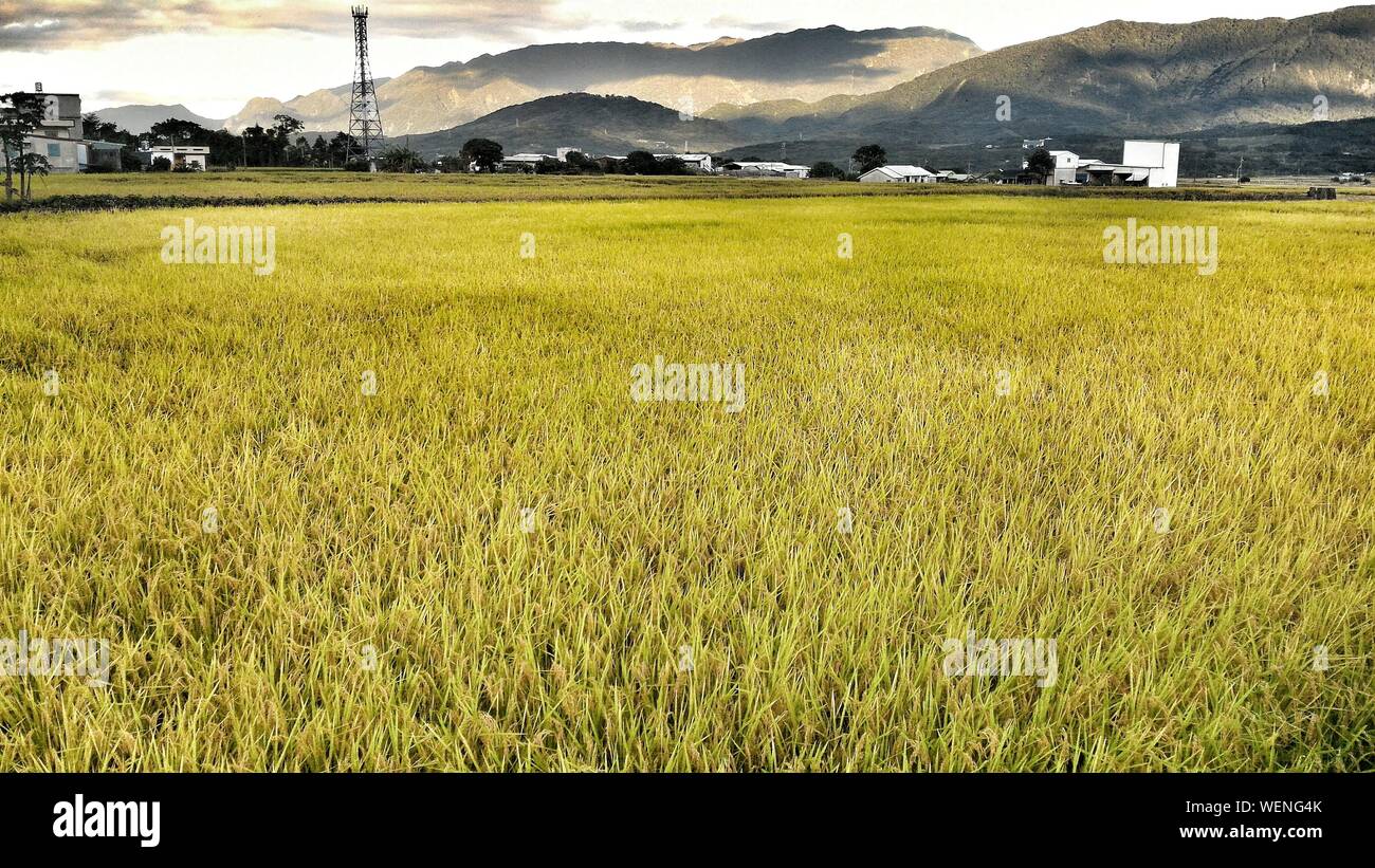 Green farm hi-res stock photography and images - Alamy