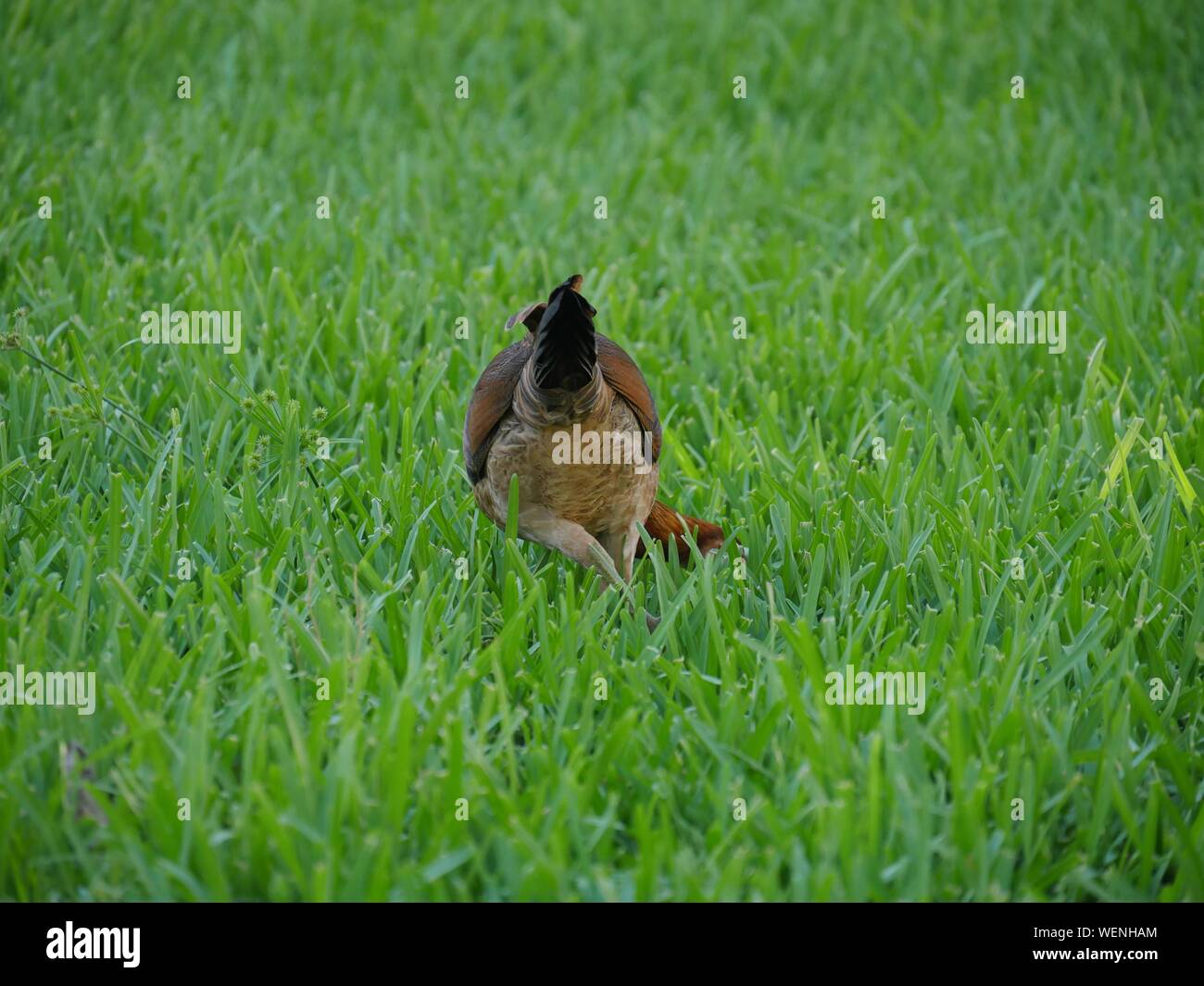 Back view of a hen walking on a grassy area scouring for food Stock ...