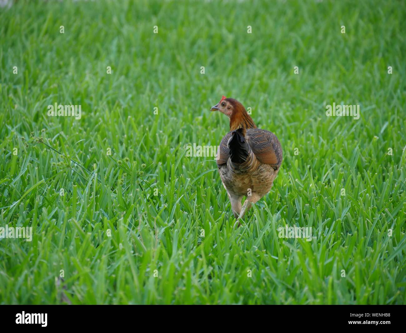Back view of a hen walking on a green grassy area Stock Photo - Alamy