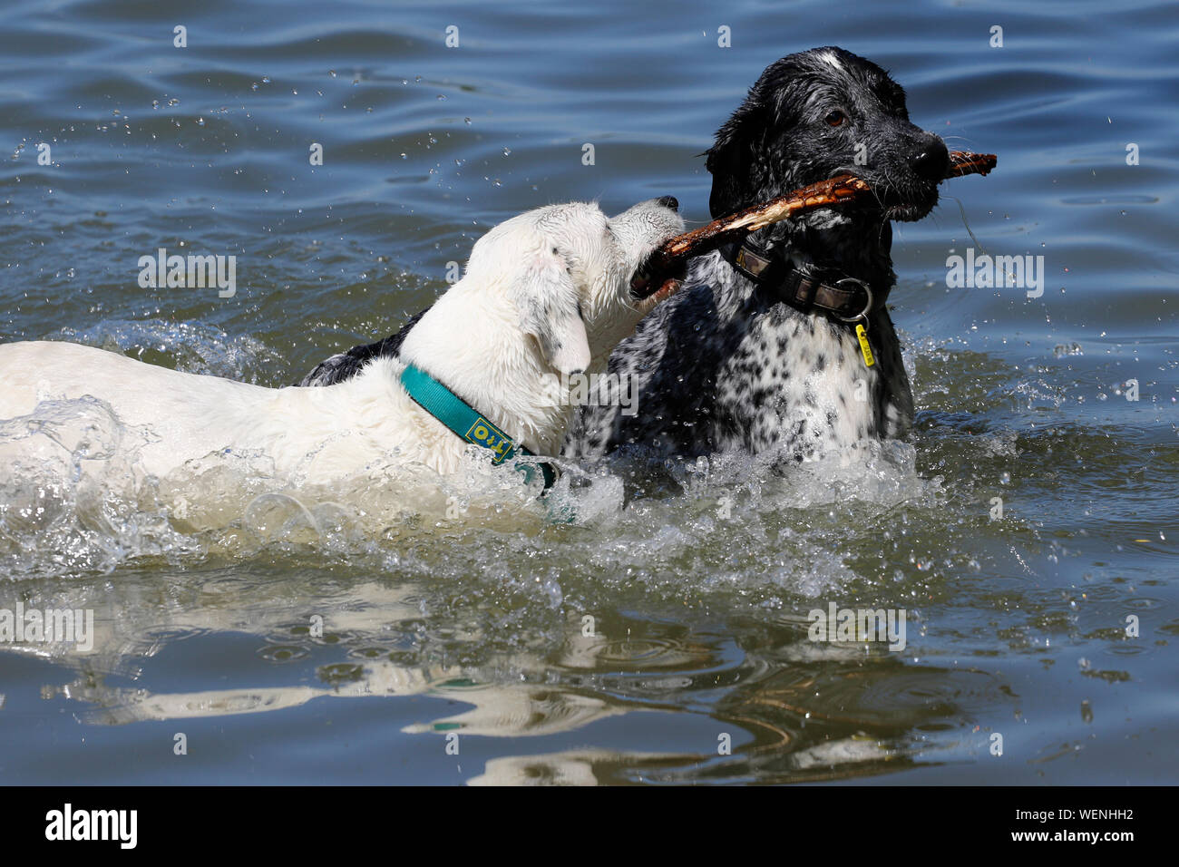 Priory country park hi-res stock photography and images - Alamy