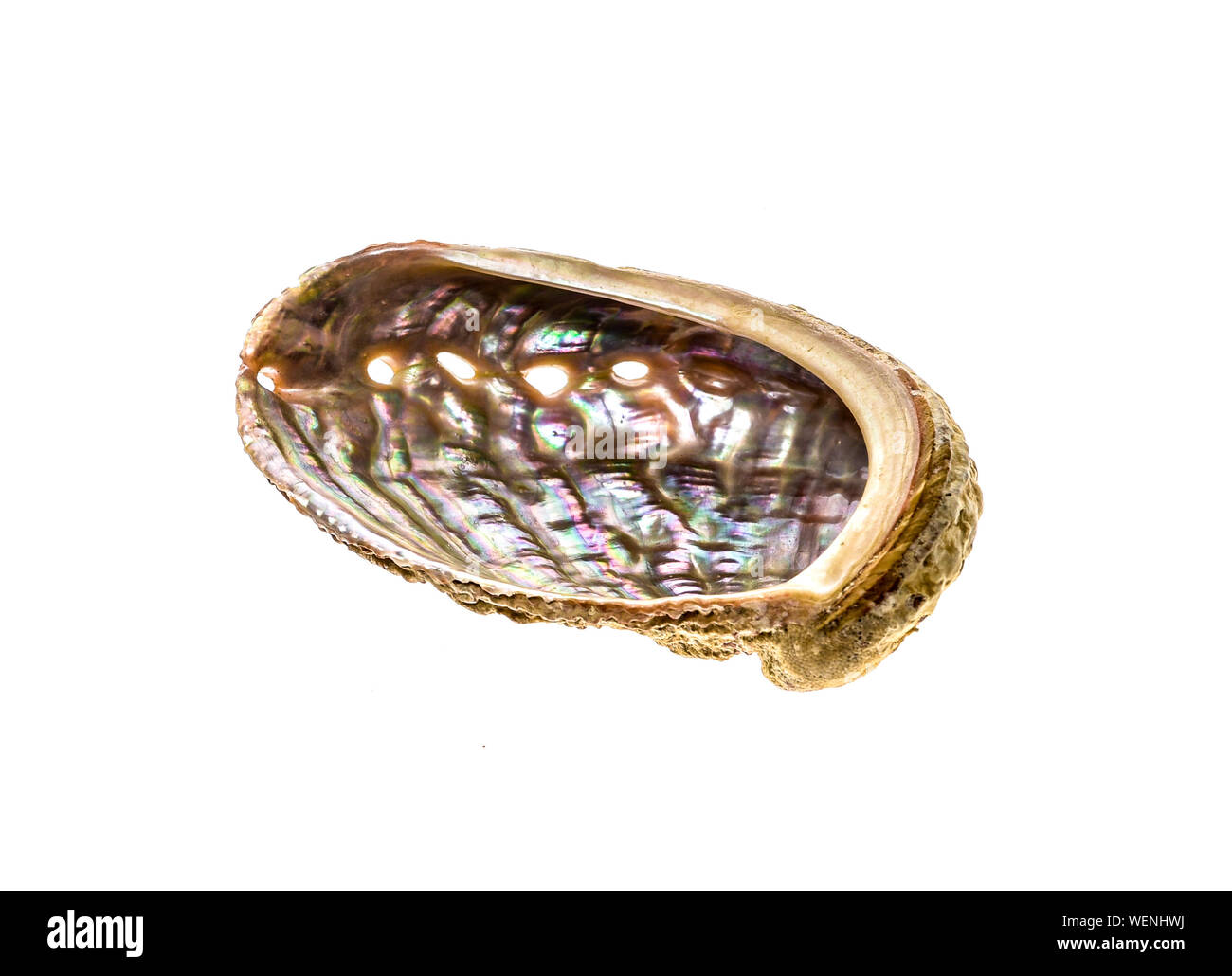 Abalone shell close up hi-res stock photography and images - Alamy