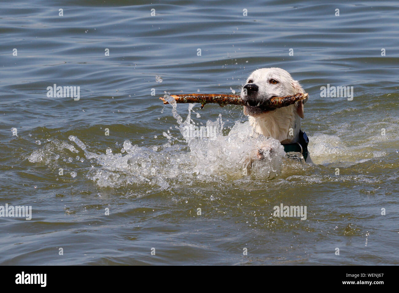 Dogs playing in lake, Priory Country Park, Bedford, UK Stock Photo - Alamy