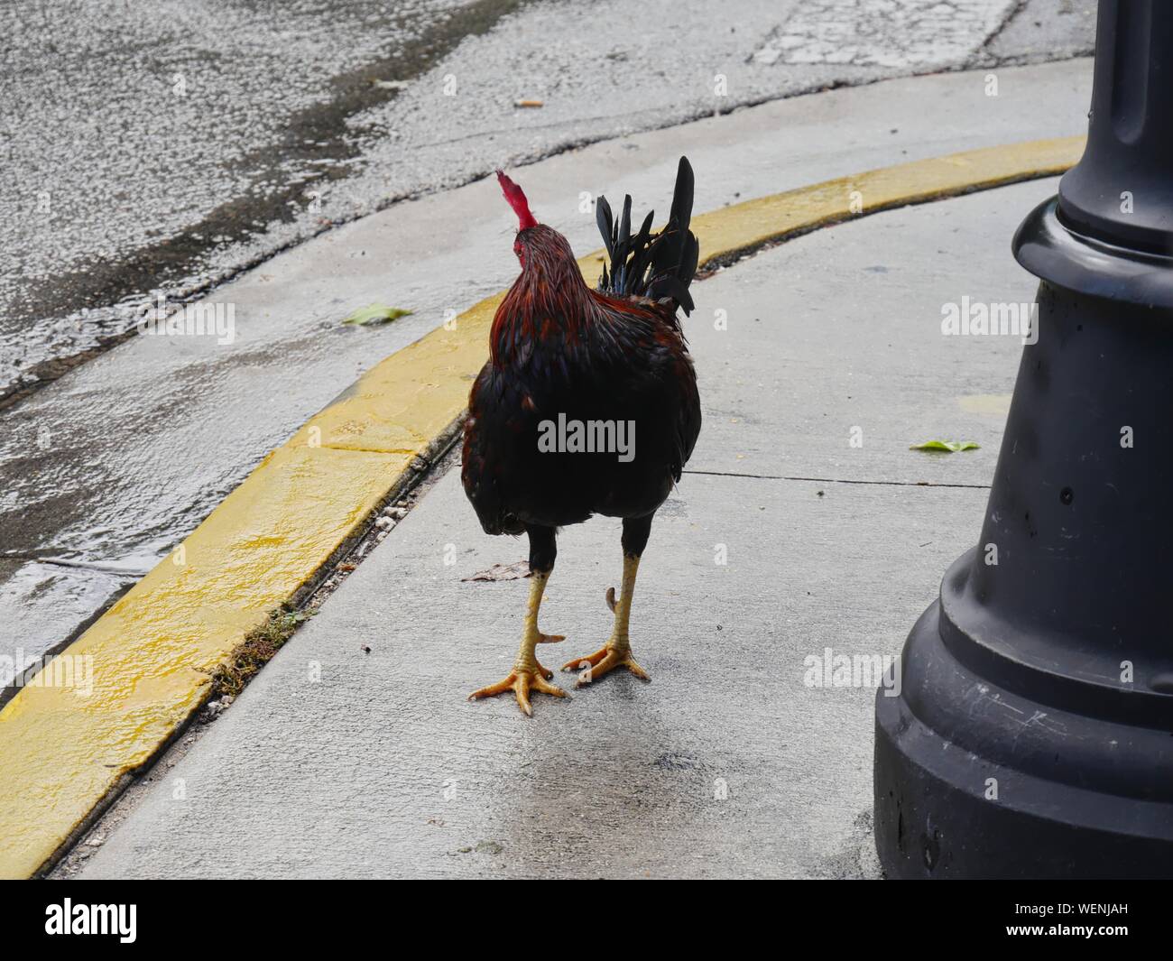Rooster walks hi-res stock photography and images - Alamy