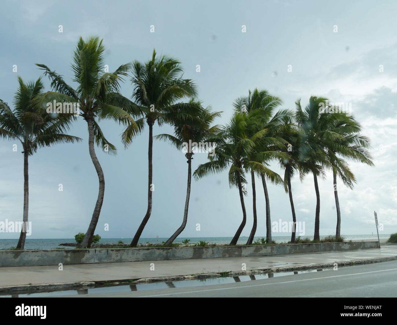 Row of coconut trees growing along S. Roosevelt Boulevard, Key West ...