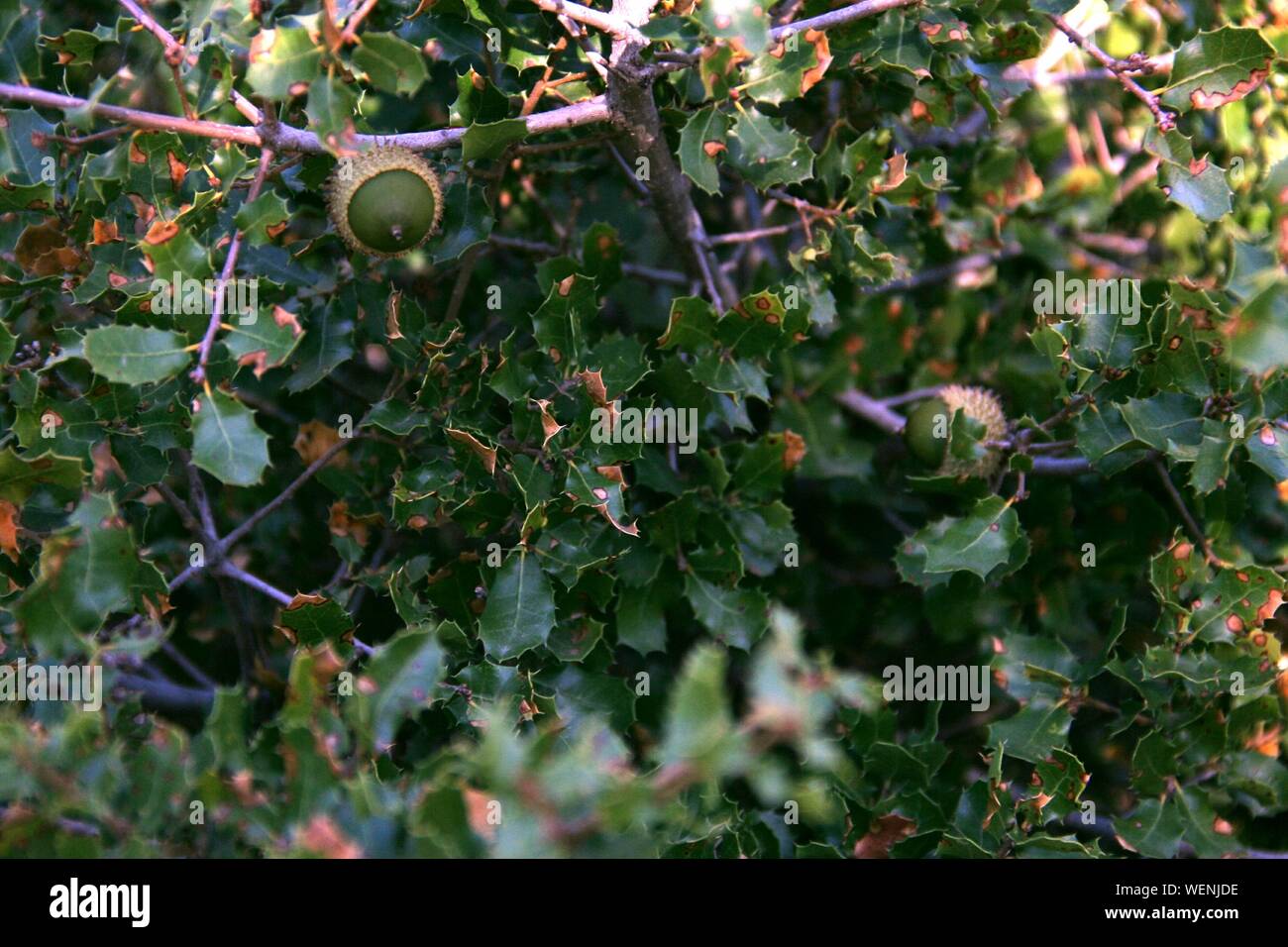 Holm oak leaf hi-res stock photography and images - Alamy