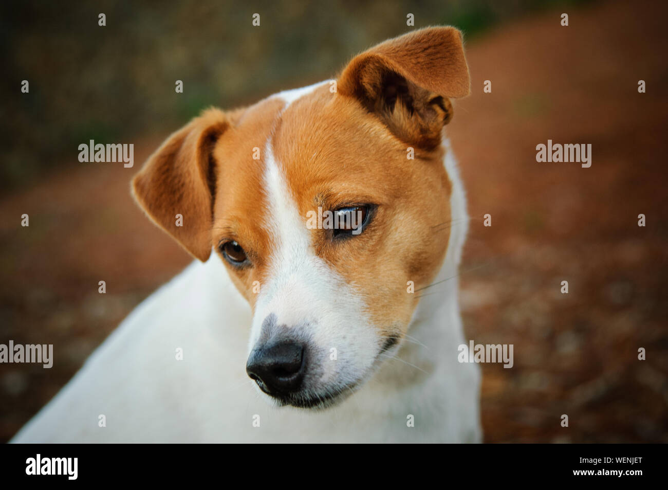 Are Jack Russells Really That Dangerous