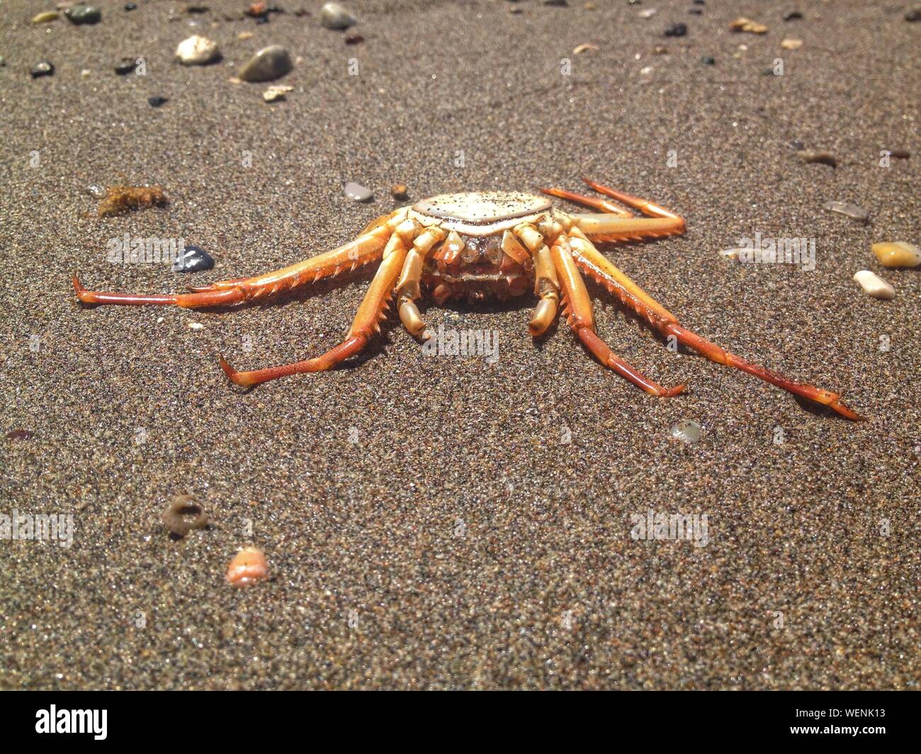 Dead crab and beach hi-res stock photography and images - Alamy