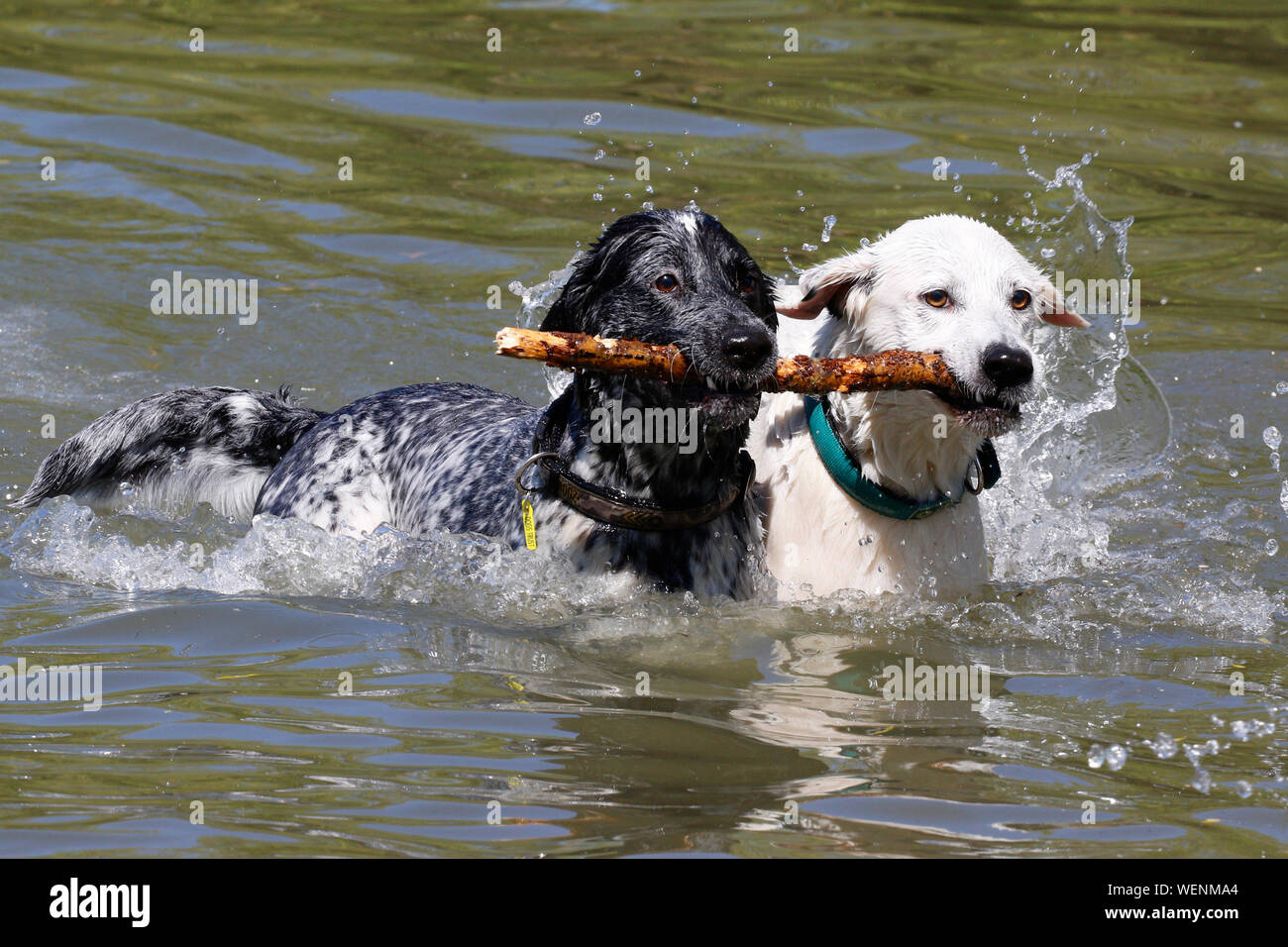 Dogs playing in lake, Priory Country Park, Bedford, UK Stock Photo - Alamy