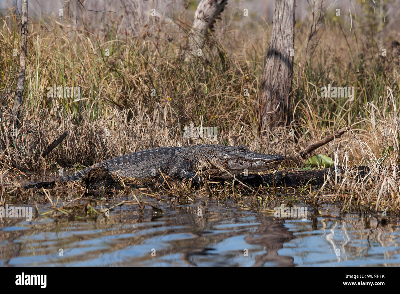 American alligator in the Okefenokee Swamp of Georgia Stock Photo - Alamy