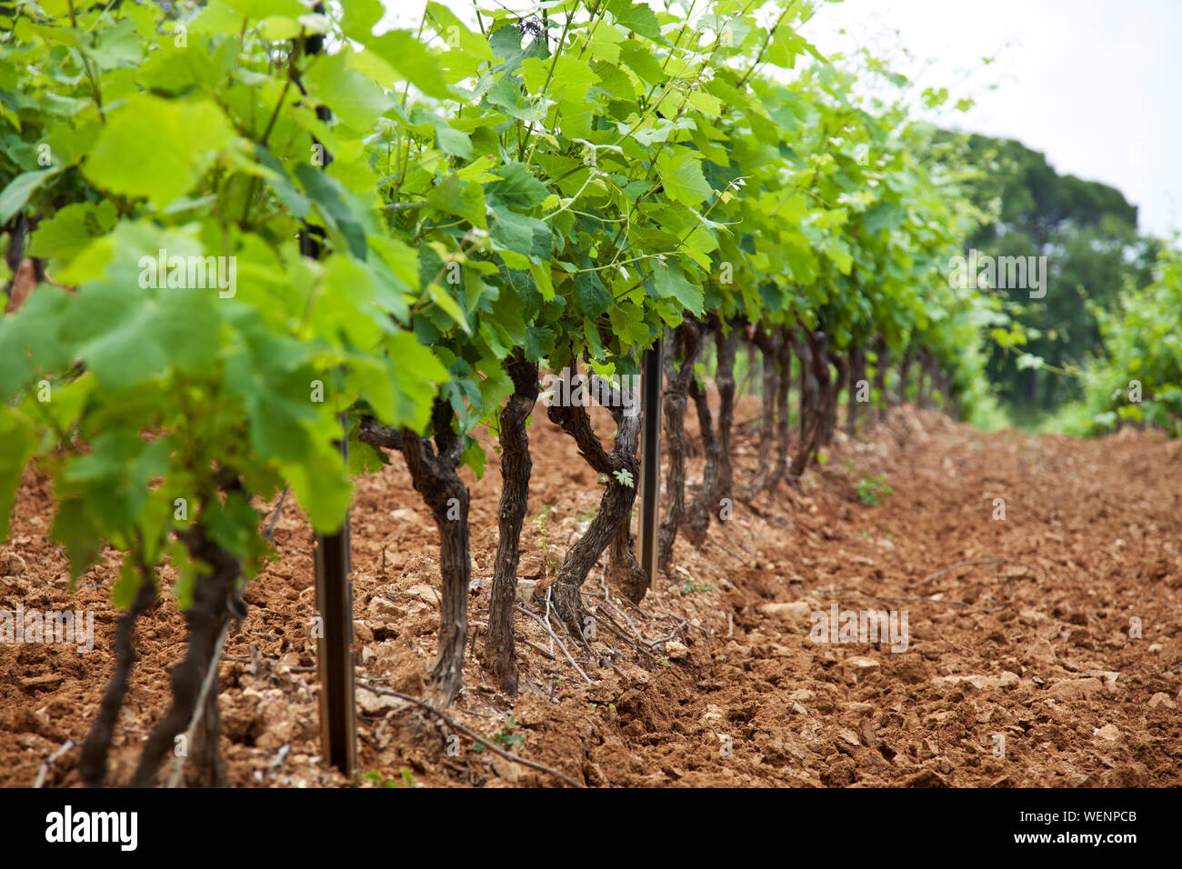 Row Of Plants High Resolution Stock Photography and Images - Alamy