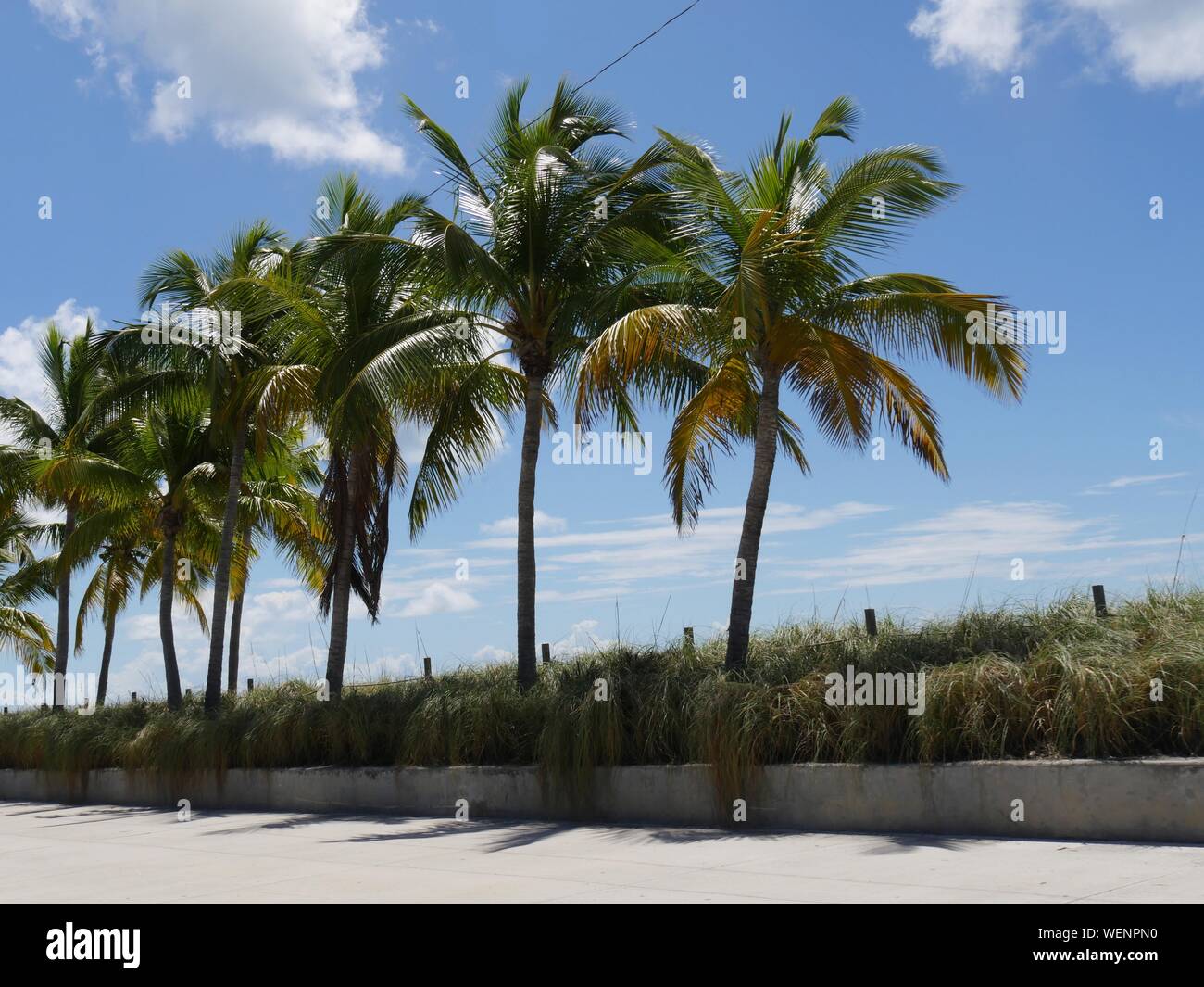 Row of coconut trees along S Roosevelt Boulevard, Key West, Florida ...