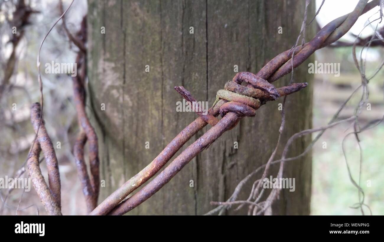 Tree barbed wire trunk hi-res stock photography and images - Alamy
