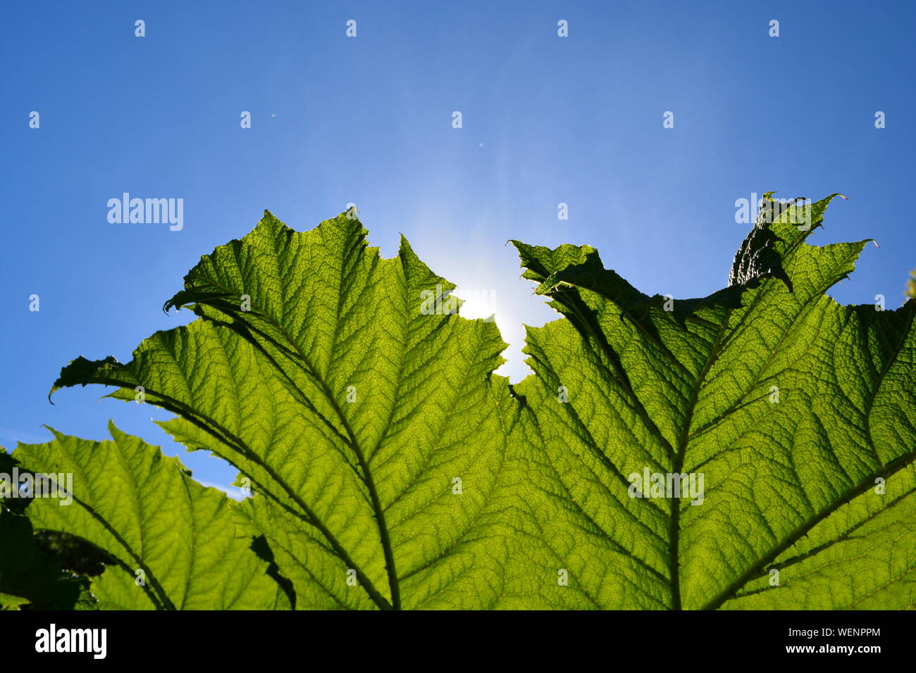 Photosynthesis leaves sun hi-res stock photography and images - Alamy