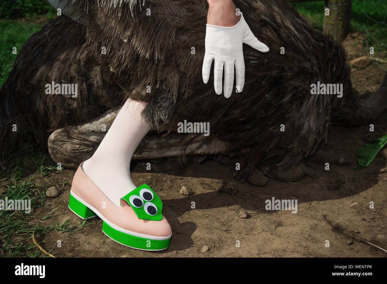 Person holding bird hi-res stock photography and images - Alamy