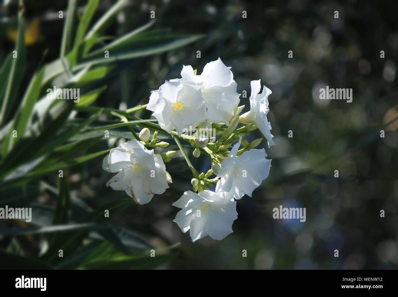 White oleander flower hi-res stock photography and images - Alamy