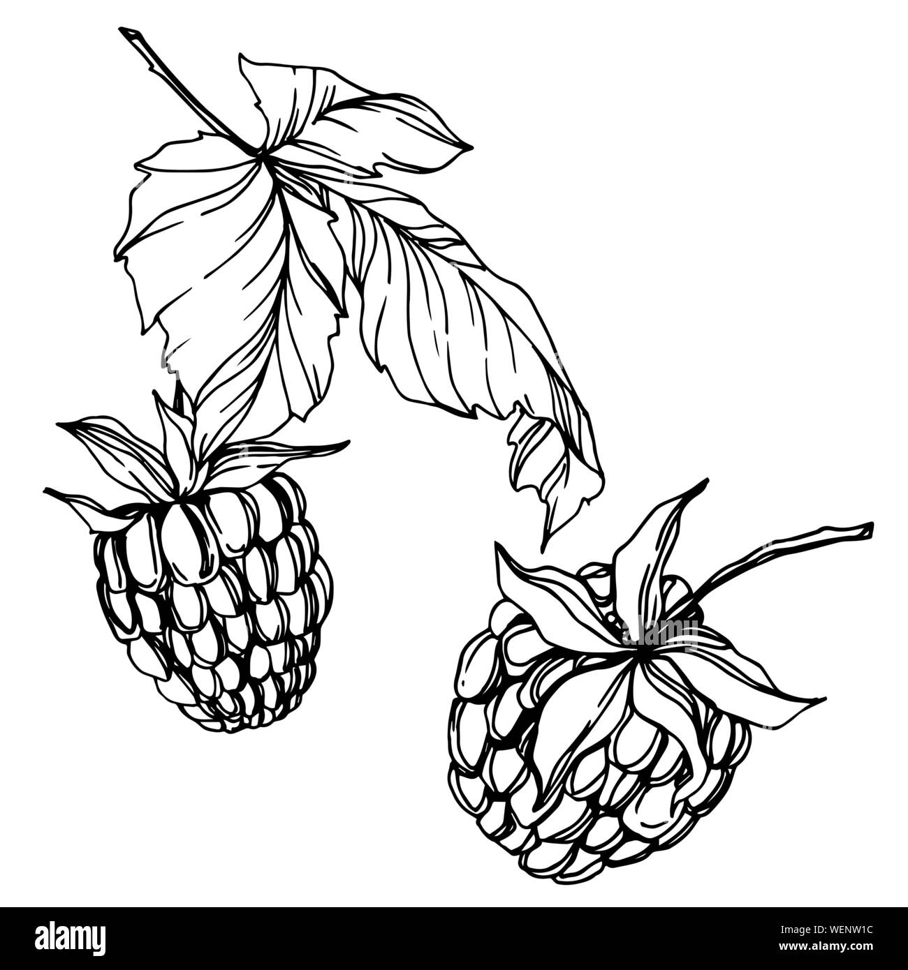 Vector Raspberry healthy food fresh berry isolated element. Black and ...