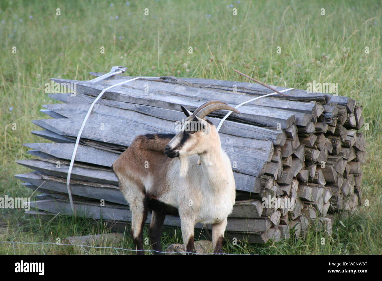Goat log hi-res stock photography and images - Alamy