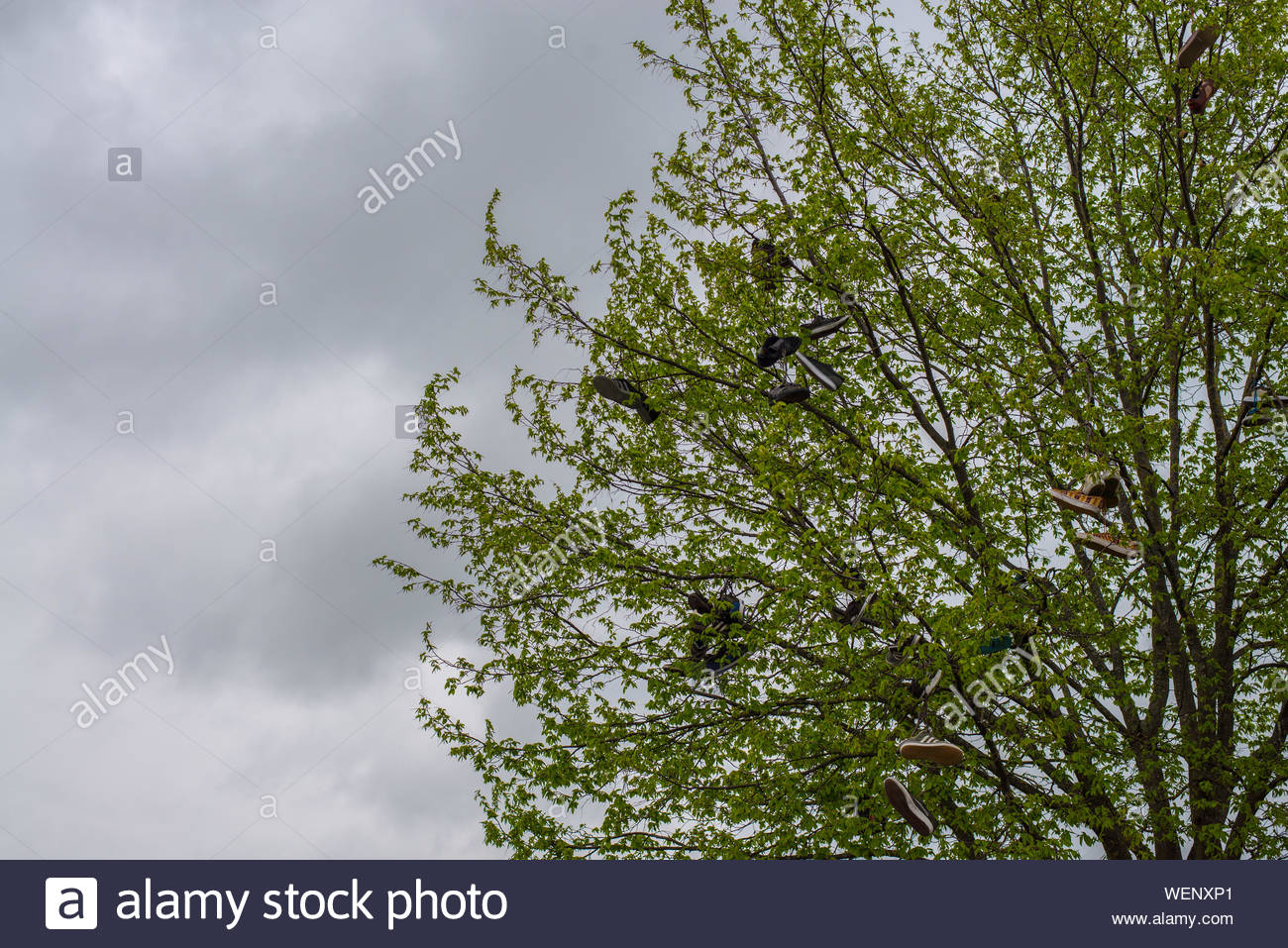 Low Hanging Branches Stock Photos & Low Hanging Branches Stock Images ...