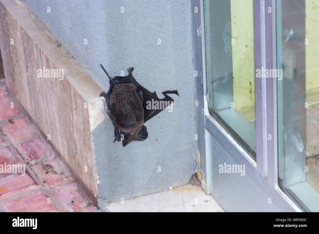Bat hanging not fruit hi-res stock photography and images - Alamy