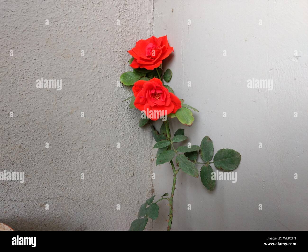 Red rose wall hi-res stock photography and images - Alamy