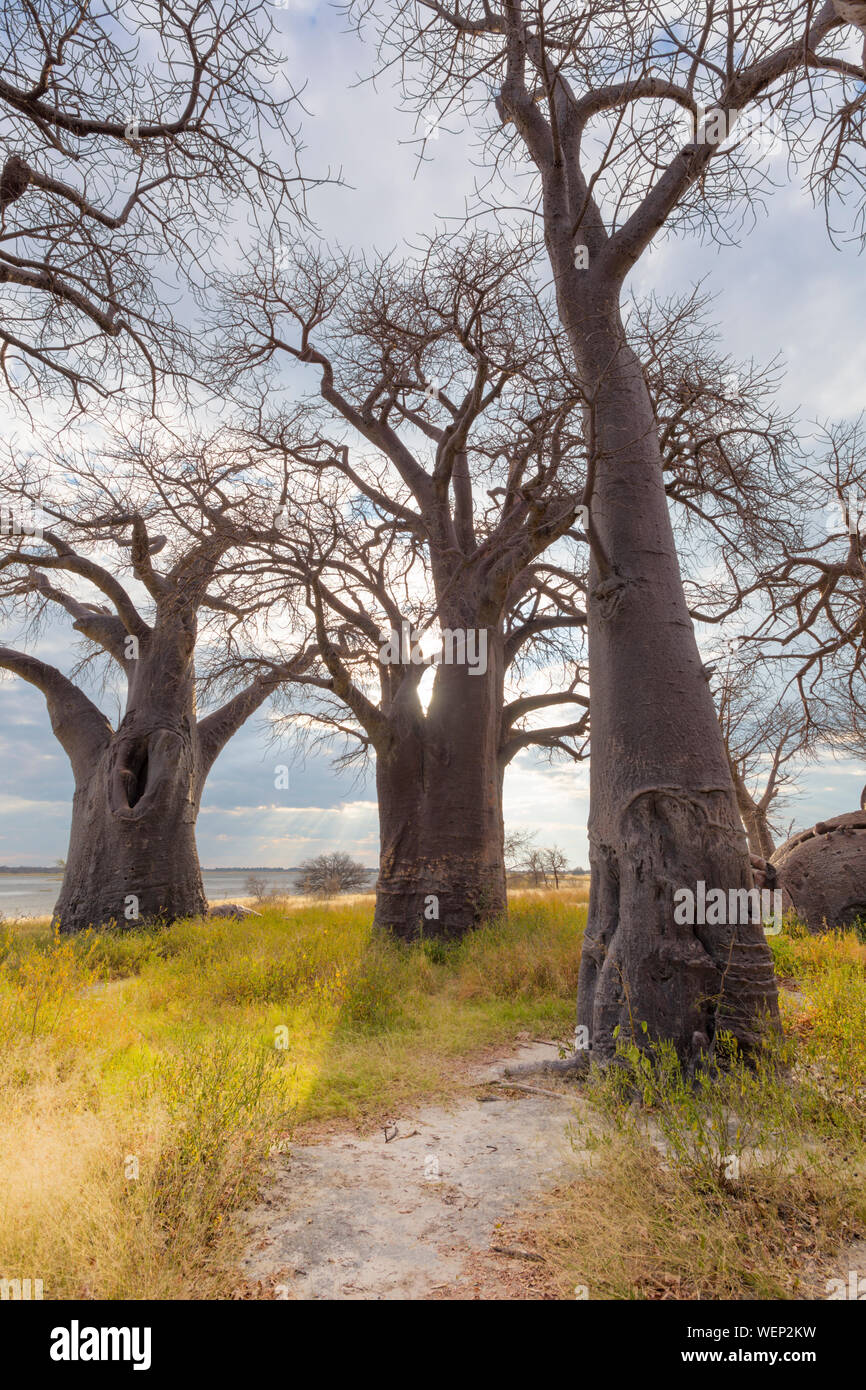 Baines Baobab trees Stock Photo - Alamy
