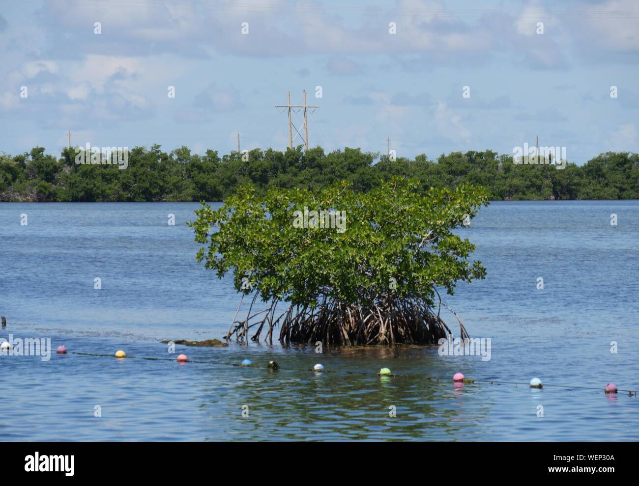Shrubs growing in the water along the coastal area in Key West, Florida ...
