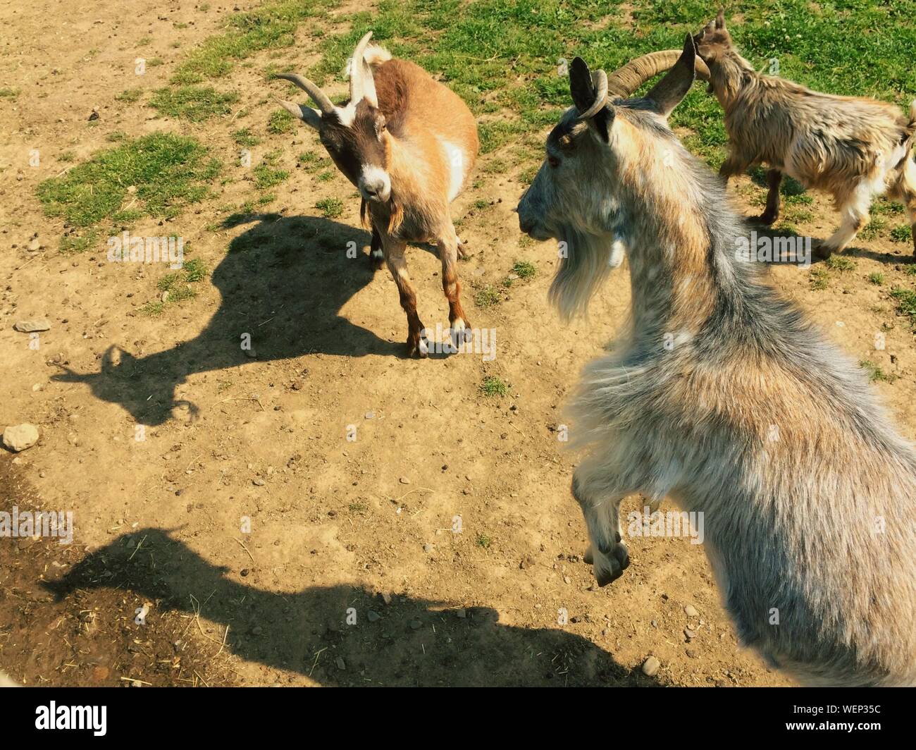 Goats fighting hi-res stock photography and images - Alamy