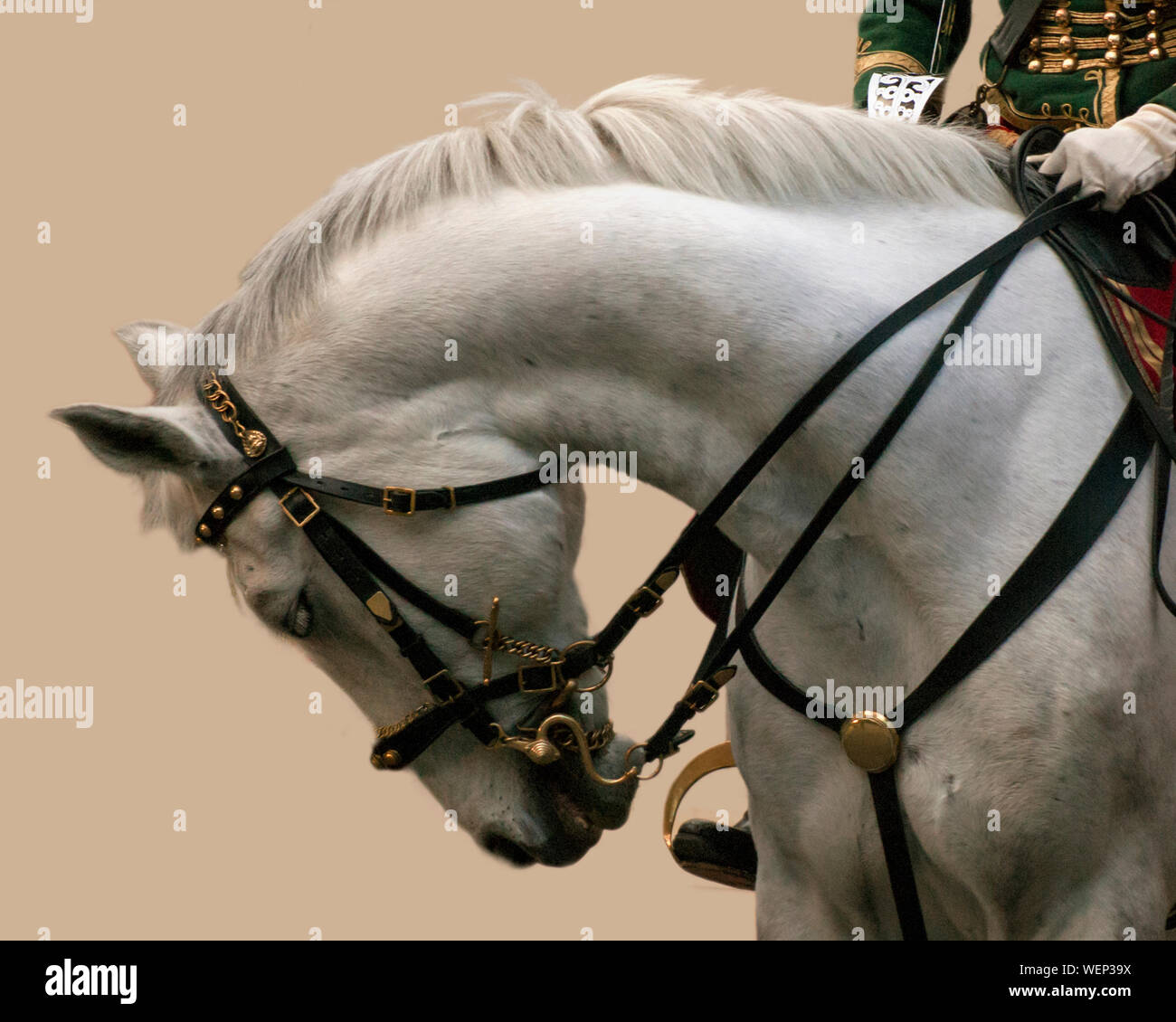 Man riding white horse hi-res stock photography and images - Alamy