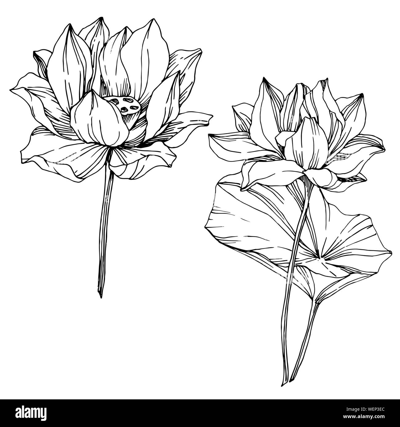 Vector Lotus floral botanical flowers. Black and white engraved ink art ...