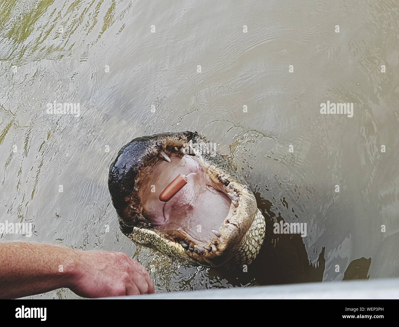 Man feeding alligator hi-res stock photography and images - Alamy